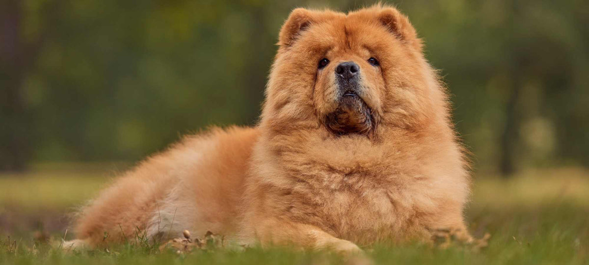 Chow Chow Özellikleri, Bakımı ve Karakteri | Çin Aslanı Rehberi – Havloo